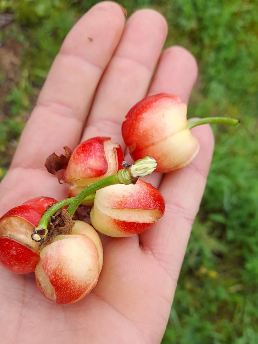 Σε απόγνωση είναι οι κερασοπαραγωγοί της Πέλλας. Ολοκληρωτική ...